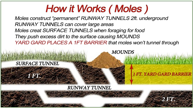 Moles Dig the Whole Day Through – Guardian Preventative Termite & Pest ...
